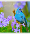 Tim Janis: Morning Sunrise Volume I - Relaxing Instrumentals – Tim ...