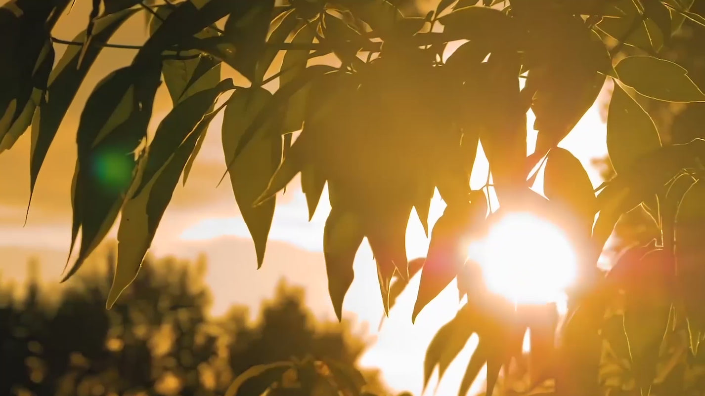 Tim Janis: Morning Sunrise Volume I - Relaxing Instrumentals – Tim ...