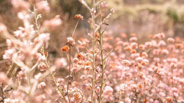 Tim Janis: Relaxation Volume II – Tim Janis Ensemble